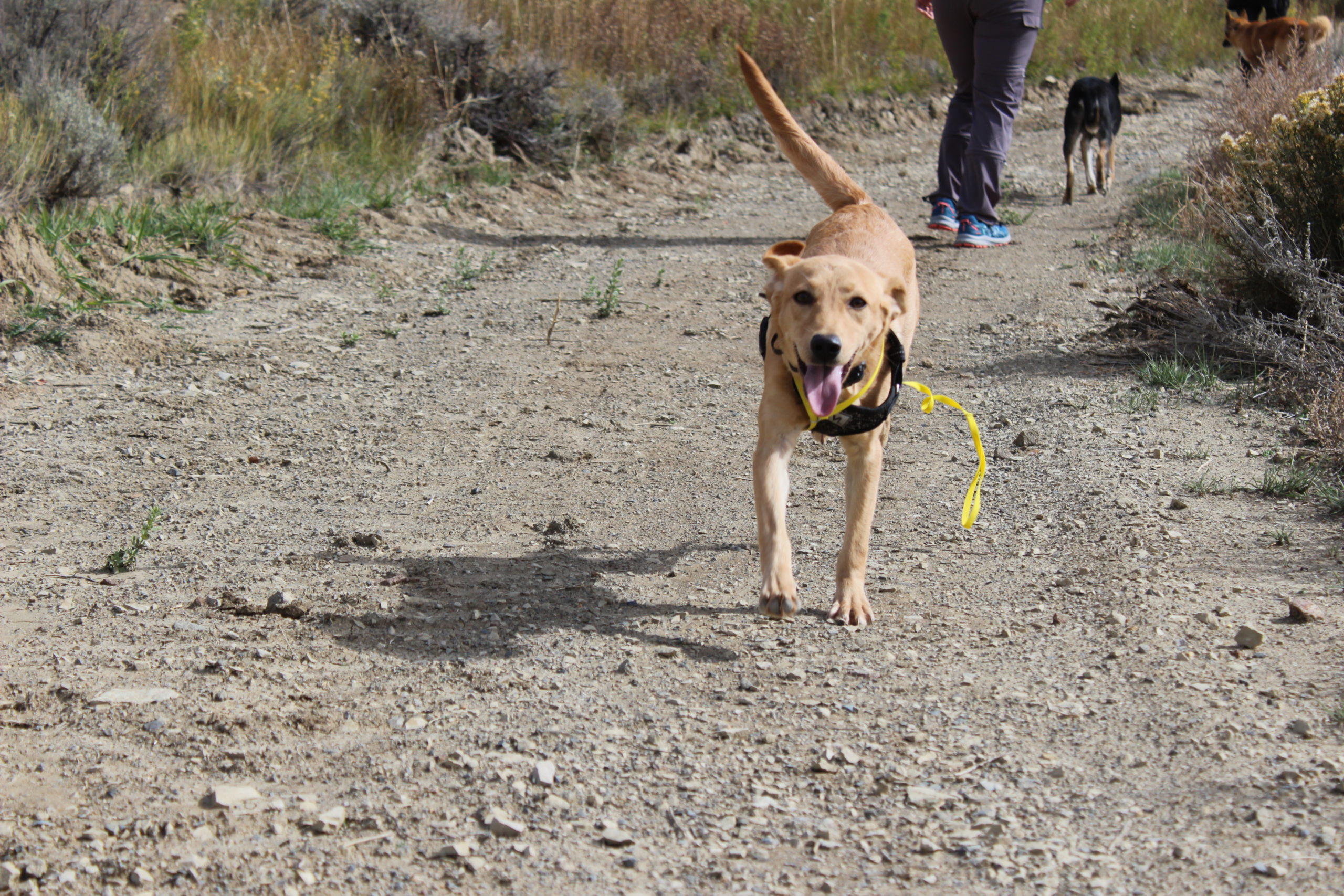 Meet Our Pack - Primal Performance Service Dogs