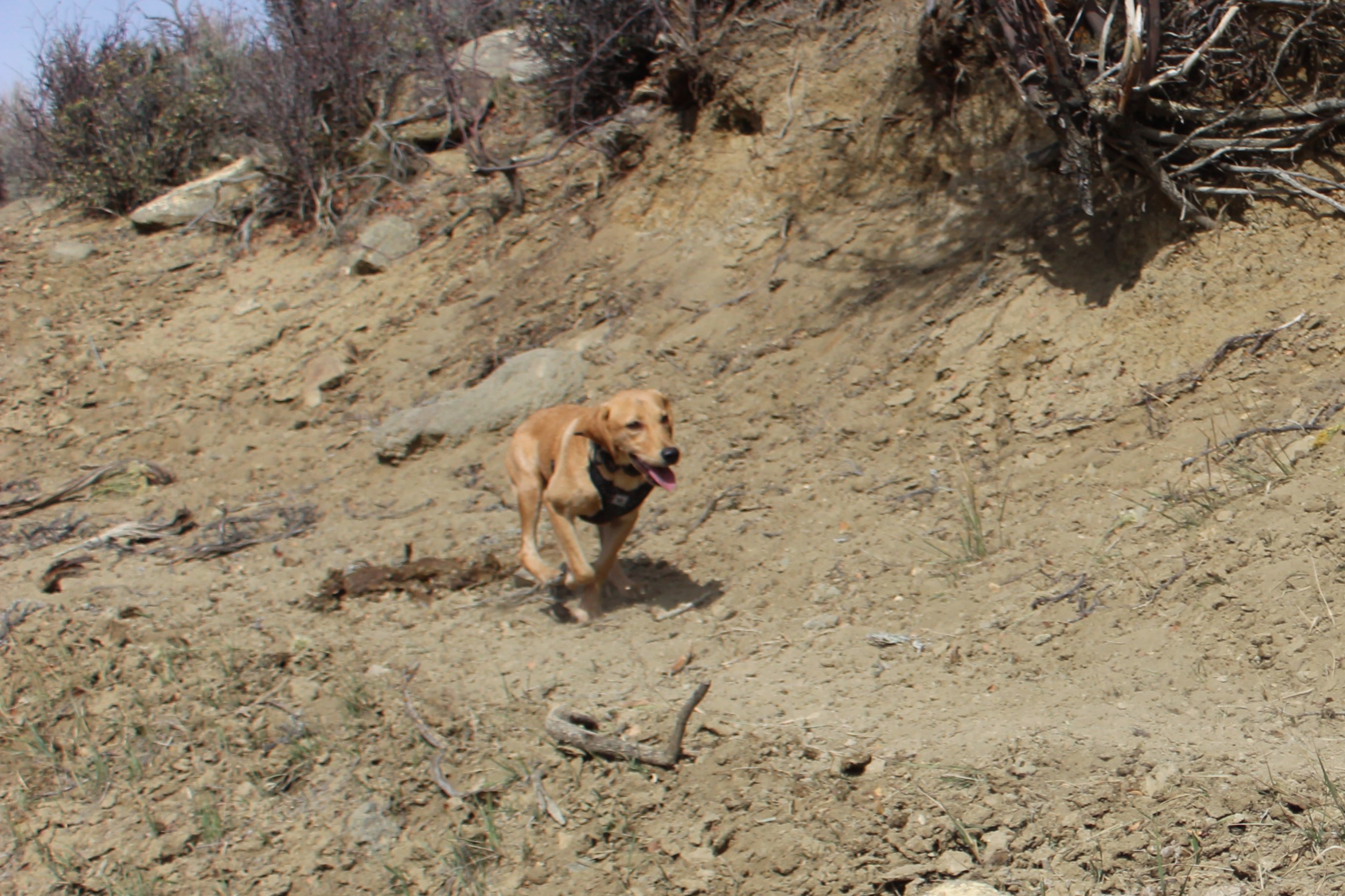 Meet Our Pack - Primal Performance Service Dogs